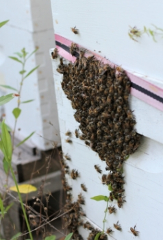 What You Can Learn from the Beehive Entrance - Backyard Beekeeping